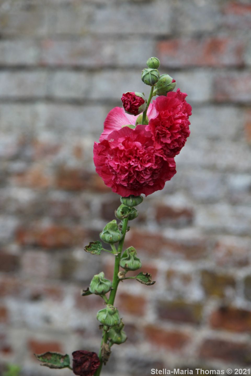 DOJIMA SAKE BREWERY, FORDHAM ABBEY, GARDENS 038 – Smtfhw's Travels